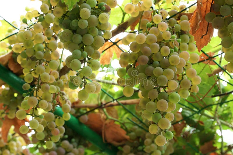 Racimos De Uvas Verdes En Las Ramas Foto de archivo - Imagen de fresco ...
