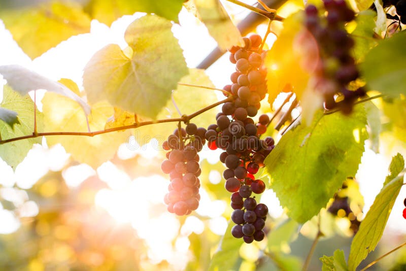 Racimos de la uva foto de archivo. Imagen de detalles - 1260532