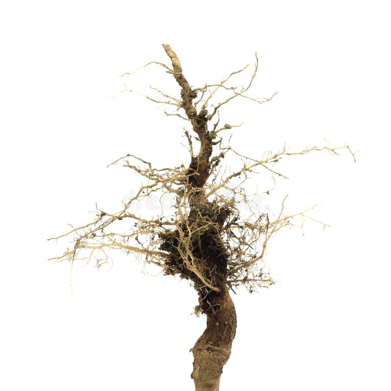 Racine D'une Plante Verte D'isolement Image stock - Image du fuselages ...