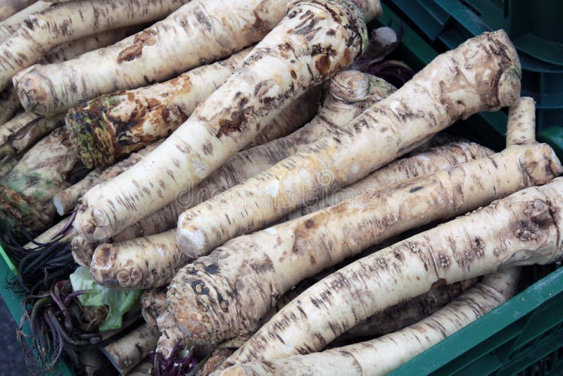 Racine de raifort photo stock. Image du raifort, hardly - 29270040