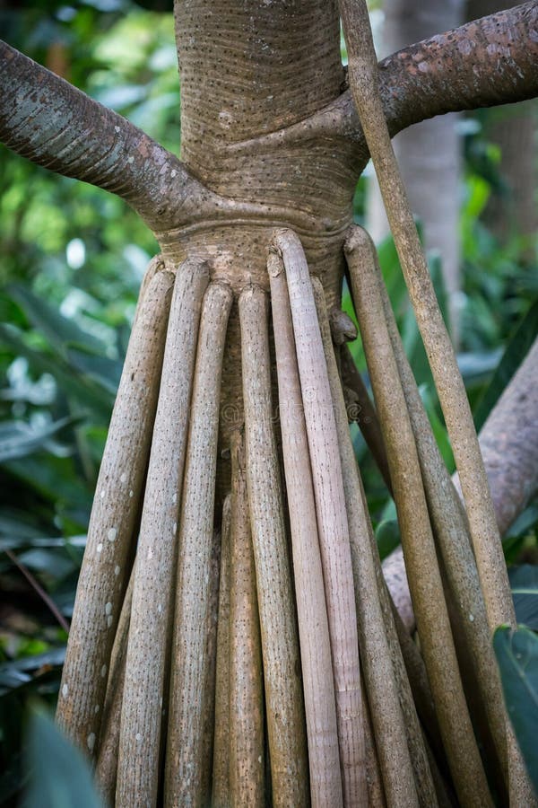 Racines D'arbre De Ficus L'espagne Photo stock - Image du beauté ...