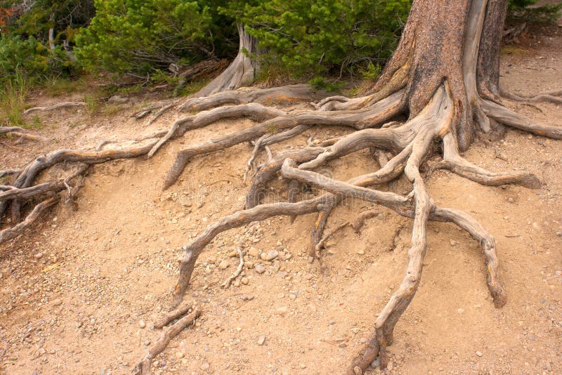 Racines d'un arbre image stock. Image du déraciné, fonds - 30350549