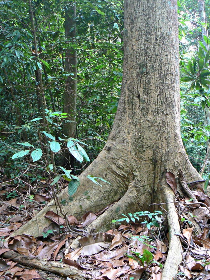 Racines de figuier photo stock. Image du configuration - 55704130