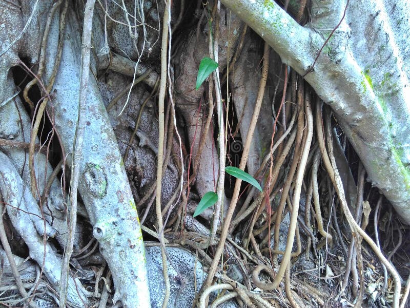 Racines de figuier photo stock. Image du configuration - 55704130