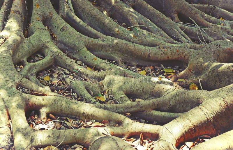 Racines de figuier photo stock. Image du ficus, écorce - 30363338