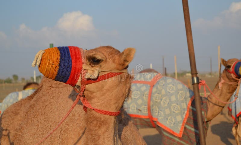 Racing Camel in His Colored Muzzle Stock Photo - Image of ride, racing ...