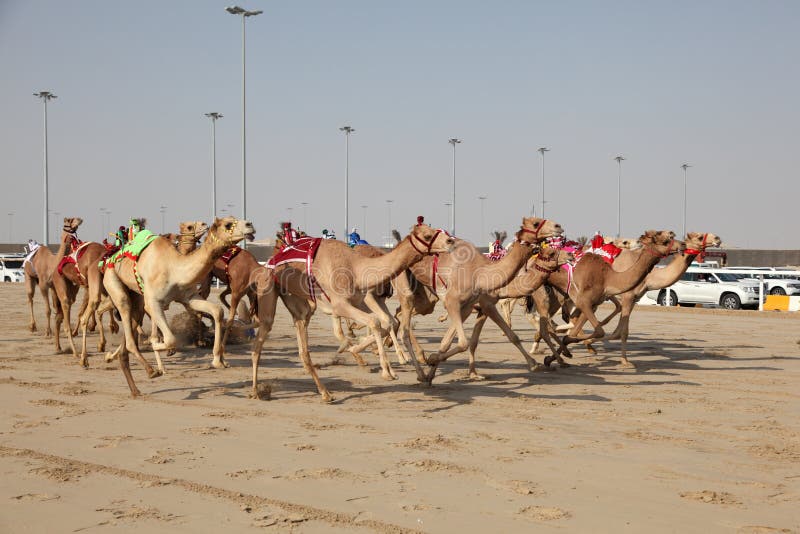 Racing Camels with Robot Jockeys Editorial Photography - Image of camel ...