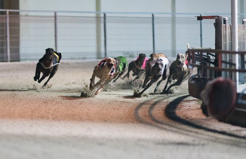 Racing dogs stock photo. Image of gamble, eager, determined - 55476068