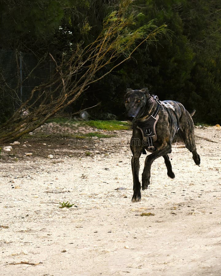 Racing Greyhound at Full Speed Stock Photo - Image of performance, full ...