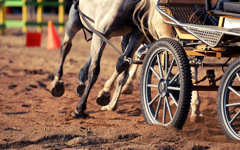 Harness Racing / Trotting stock photo. Image of racing - 528478
