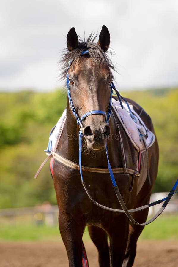 Racing Horse Portrait Close Up Stock Photo - Image of field, crown ...