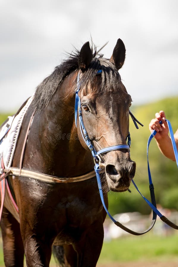 Racing Horse Portrait in Action Stock Image - Image of belmont, fast ...