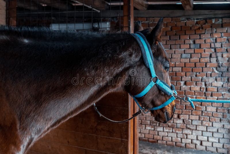Racing Horse in a Stable on a Farm Stock Photo - Image of horse ...