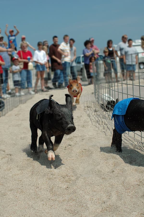 Barnyard pig racers stock photo. Image of track, competition - 349738