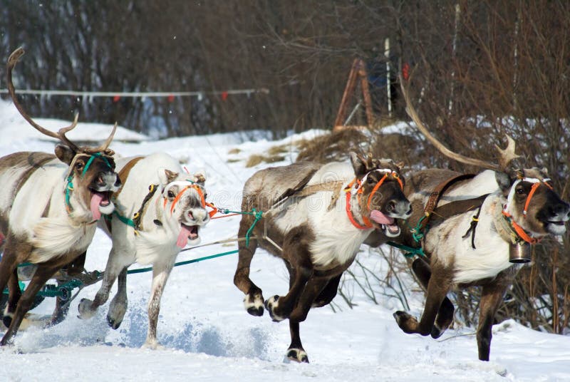Racing of reindeers stock image. Image of traditional - 6417761
