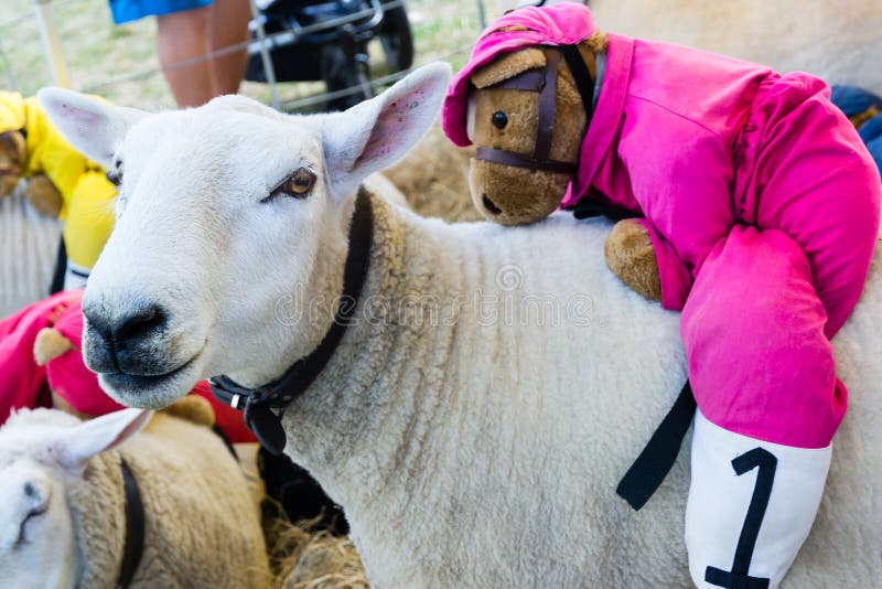 Racing Sheep stock image. Image of countryside, sheep - 95012355