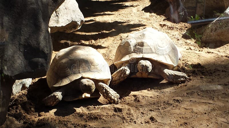 Racing Tortoises Stock Photos - Free & Royalty-Free Stock Photos from ...