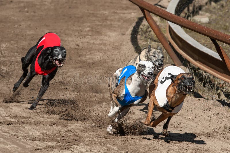 Racing whippets stock photo. Image of speed, competition - 27006748
