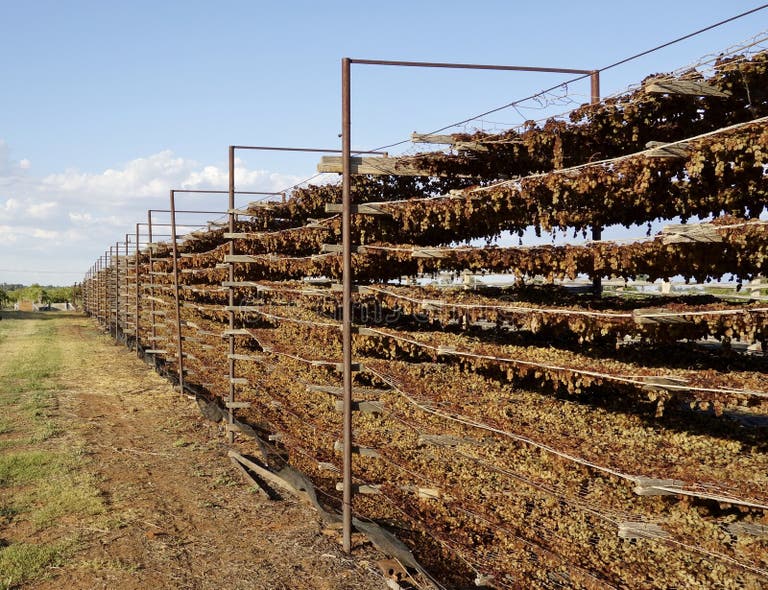 Grapes Drying Rack Stock Photos - Free & Royalty-Free Stock Photos from ...
