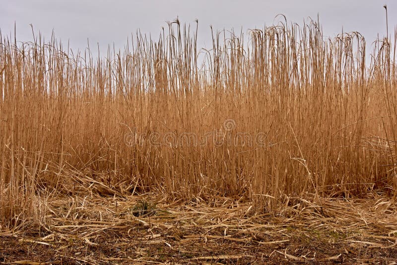 The rack field stock photo. Image of field, ecology - 104226100