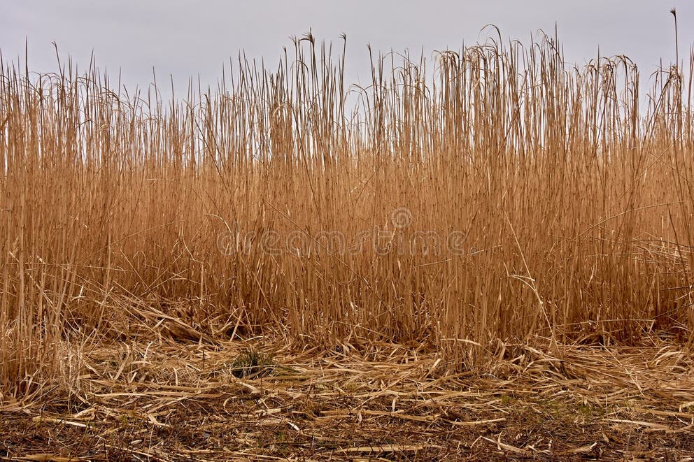 The rack field stock photo. Image of field, ecology - 104226100