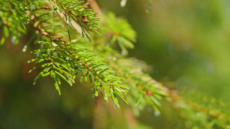 Spruce Branch in Summer. Branch with Water Drops. Raindrops on Spruce ...