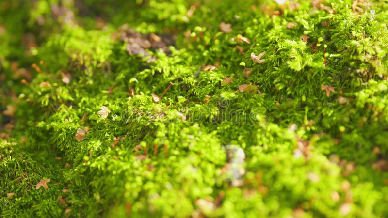 Trunk Full of Moss Texture in Nature. Green Moss on a Big Tree in ...