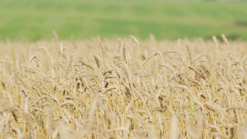 Wheat Field. Backdrop of Ripening Ears of Yellow Wheat Field. Big ...
