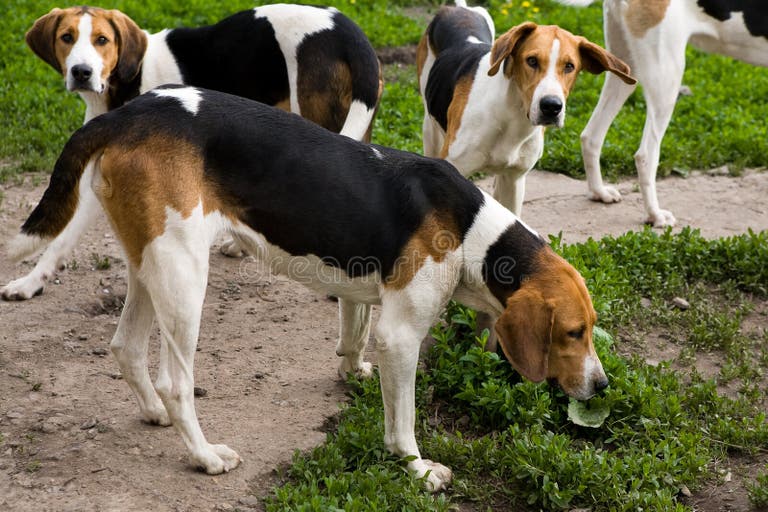Rack of hounds of dogs stock image. Image of hound, outdoors - 5335563
