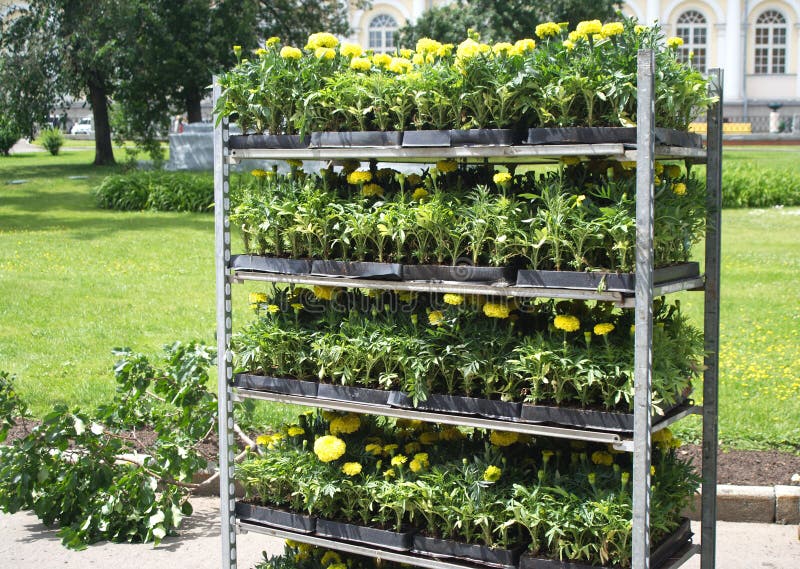 Rack with Many Floral Sprouts Outdoor Stock Photo - Image of grass ...