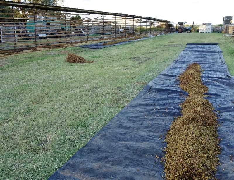 Dried Sultanas on Black Plastic Drying Sheet. Stock Image - Image of ...