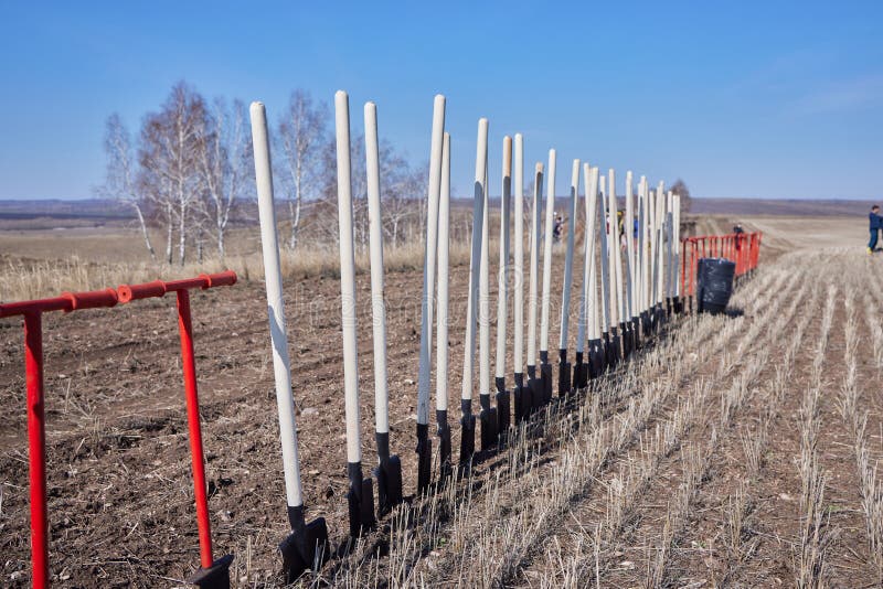 Rack with Shovels Near an Arid Field before Tree Planting. Stock Photo ...