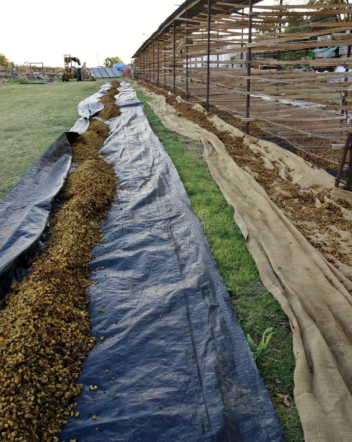 Rack Drying Grapes Stock Images - Download 37 Royalty Free Photos