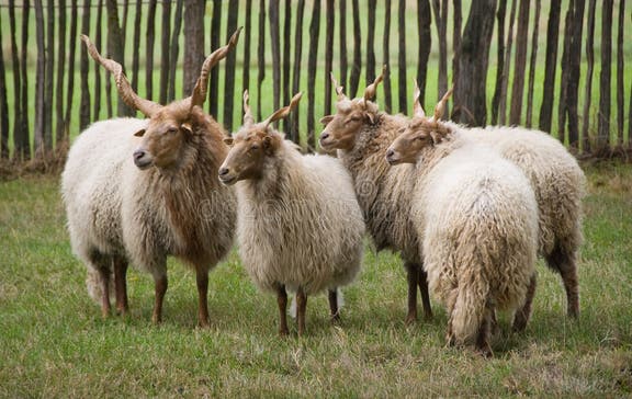 Racka sheep stock photo. Image of heritage, ovine, dusk - 27161534