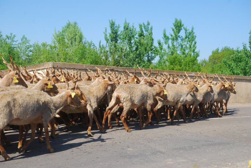 Racka Sheep Herd, Hortobagy National Park, Hungary Stock Image - Image ...