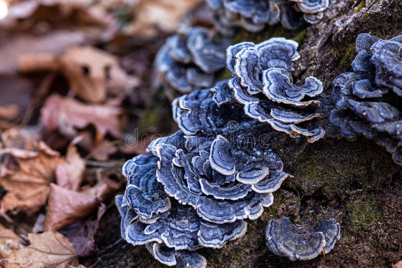 Blue Bracket Fungus Growing on a Forest Stump. Stock Image - Image of ...