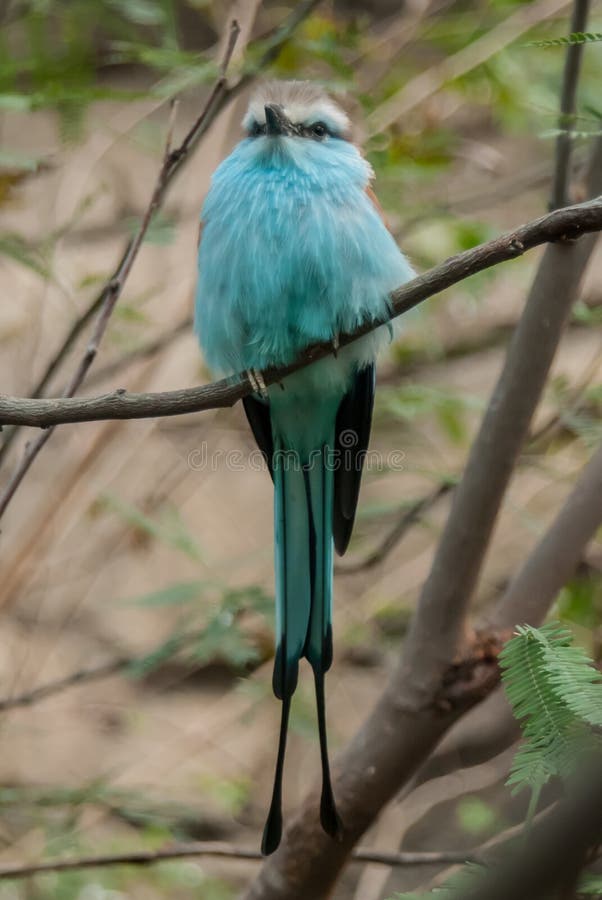 Racket Tailed Roller Bird stock photo. Image of exotic - 42201234