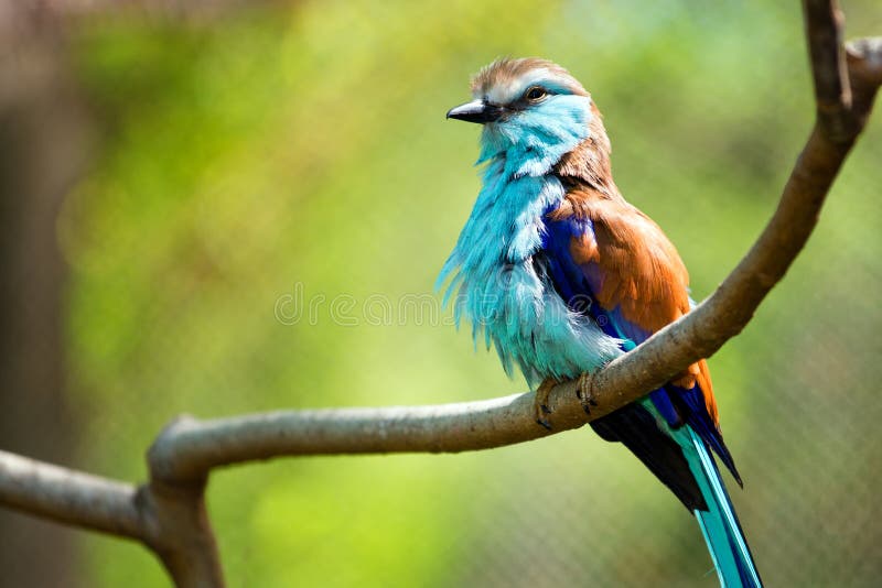 Roller (Coracias caudatus) stock image. Image of safari - 20734343