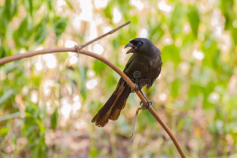 Racket-tailed Treepie.Crypsirina Temia Stock Image - Image of black ...
