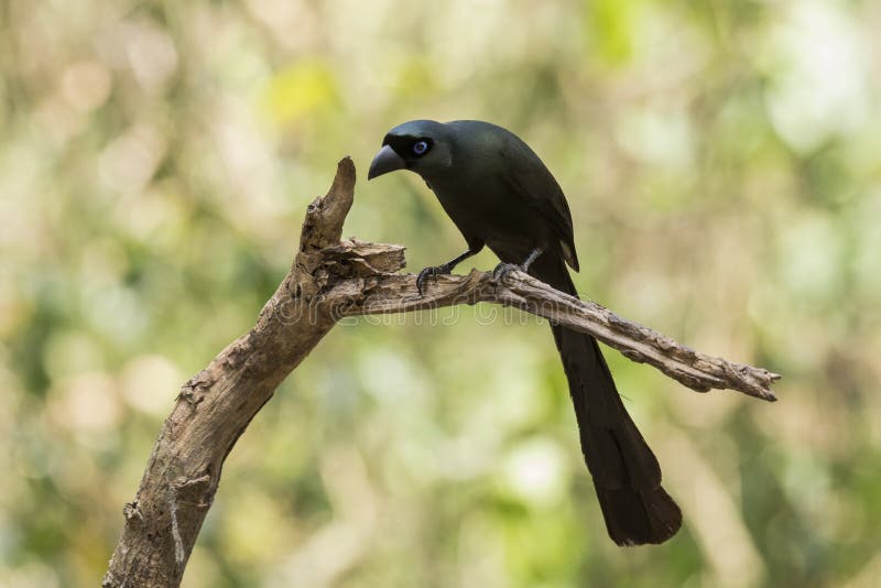 Racket-tailed Treepie, Crypsirina Temia, Thailand Stock Image - Image ...