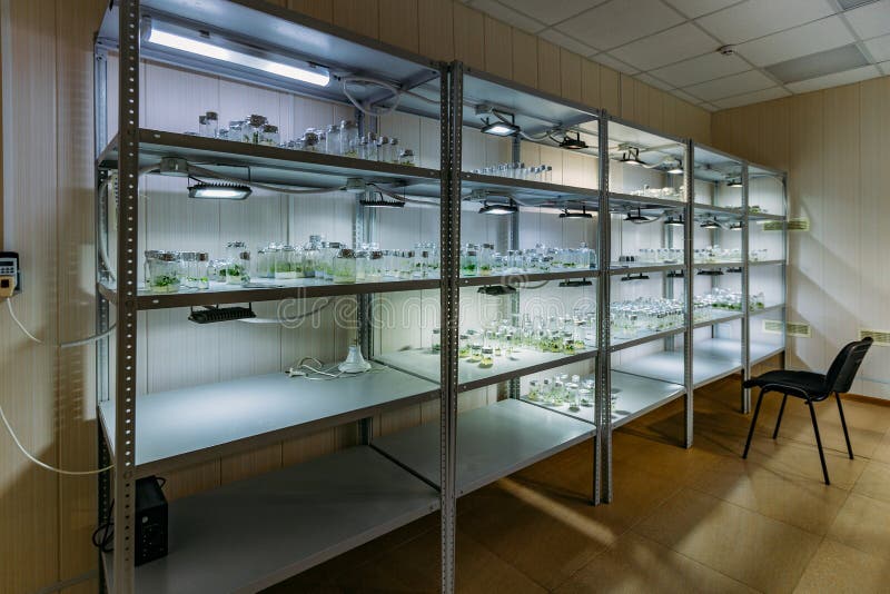 Racks with Test Tubes with Micro Plants in Vitro Illuminated by ...
