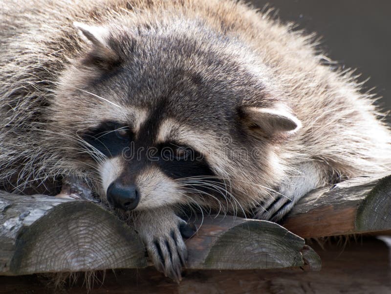 Racoon stock photo. Image of raccoon, carnivore, relax - 10743858