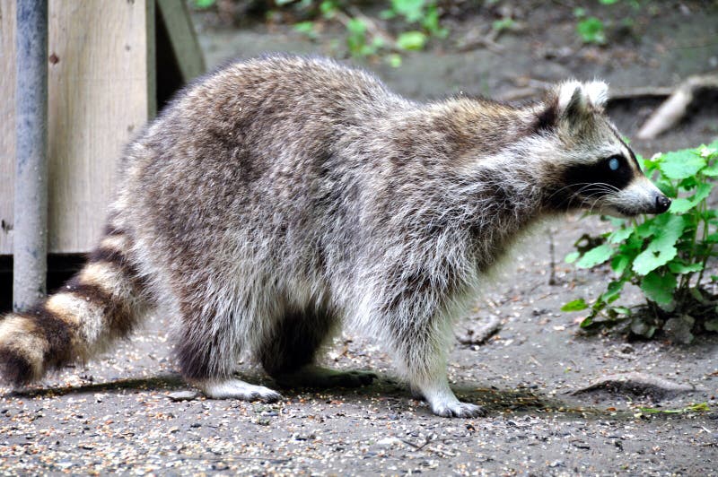 Racoon stock image. Image of life, search, wild, racoon - 19896725