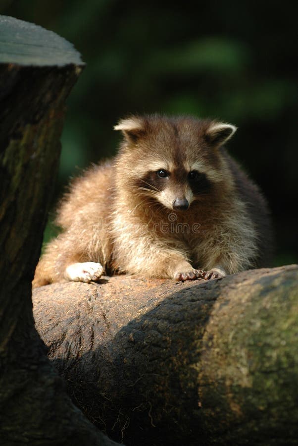 Racoon 12 stock photo. Image of relax, wildlife, nice - 11740364