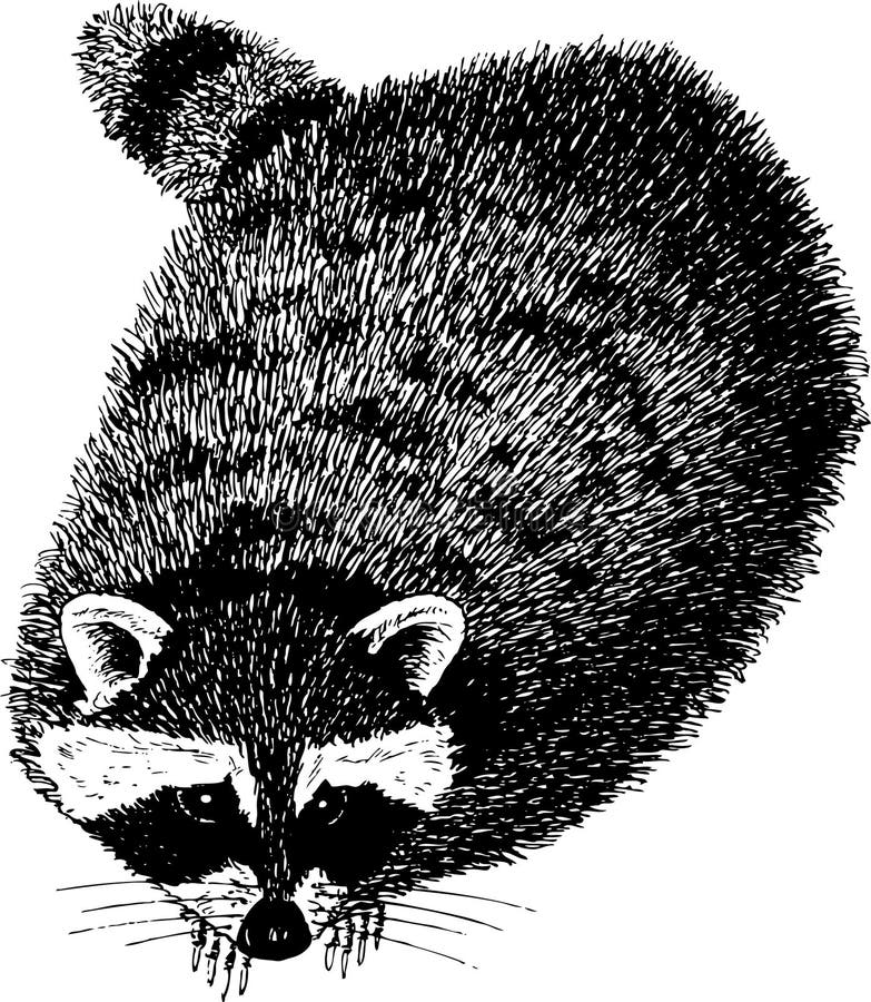 Scared racoon by night stock illustration. Illustration of musicians ...