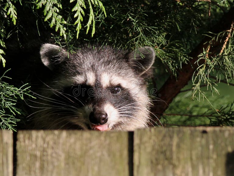 Racoon Behind Fence stock image. Image of pest, raccoon - 29606647