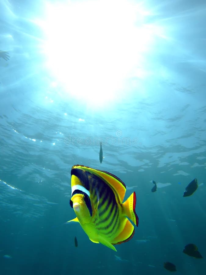 Racoon Butterfly Fish stock image. Image of coral, south - 18128393