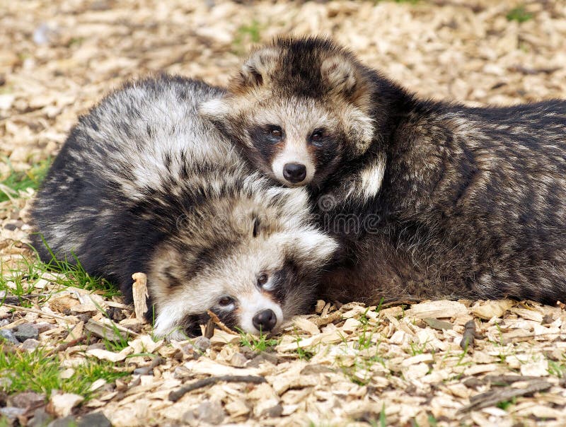 Racoon Dogs stock image. Image of dawn, black, cervidae - 24296003