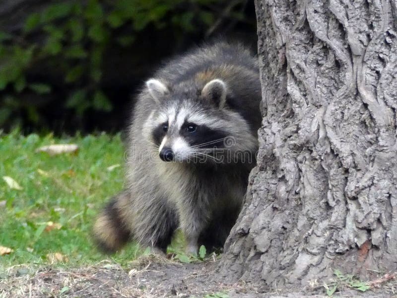 Racoon Behind Fence stock image. Image of pest, raccoon - 29606647
