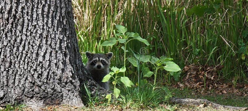 Racoon Hiding Behind the Tree and Sunflowers Stock Photo - Image of ...